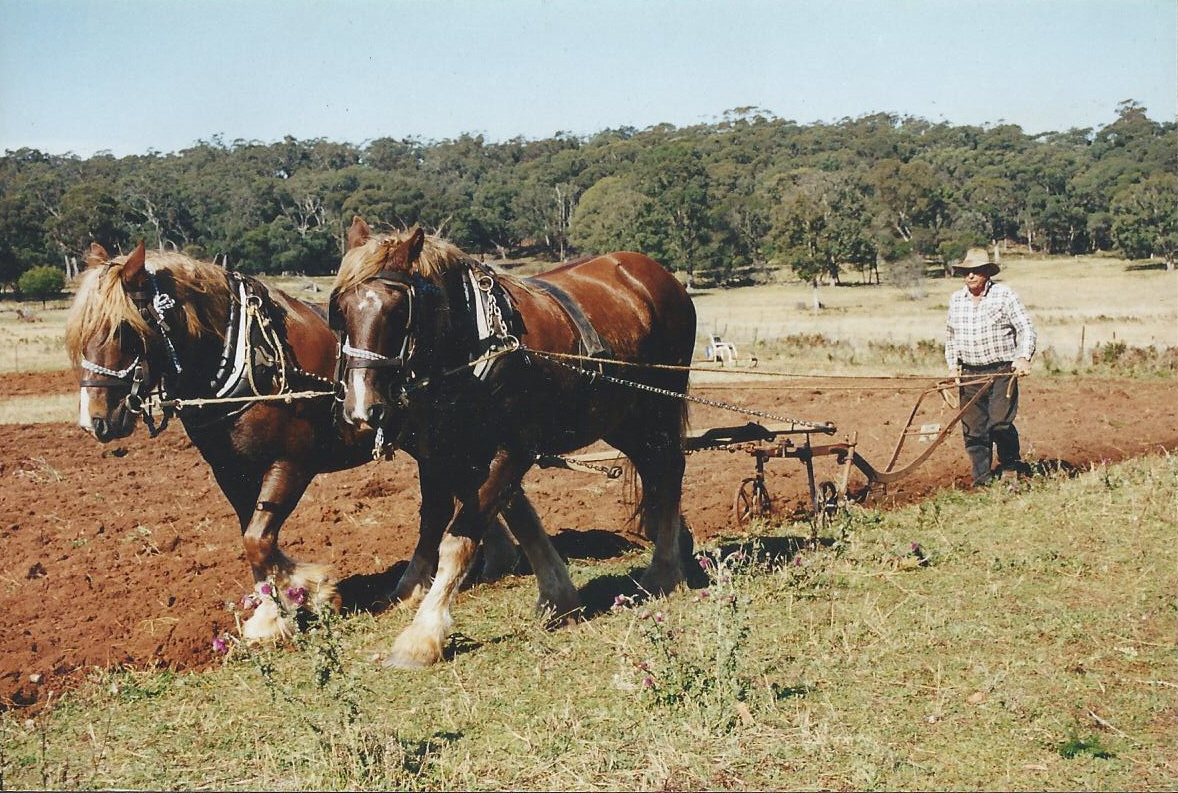 Working Horses – Marlie Draught Horse Stud