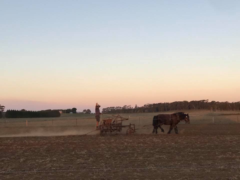 Step Back In Time With Marlie Stud – Marlie Draught Horse Stud