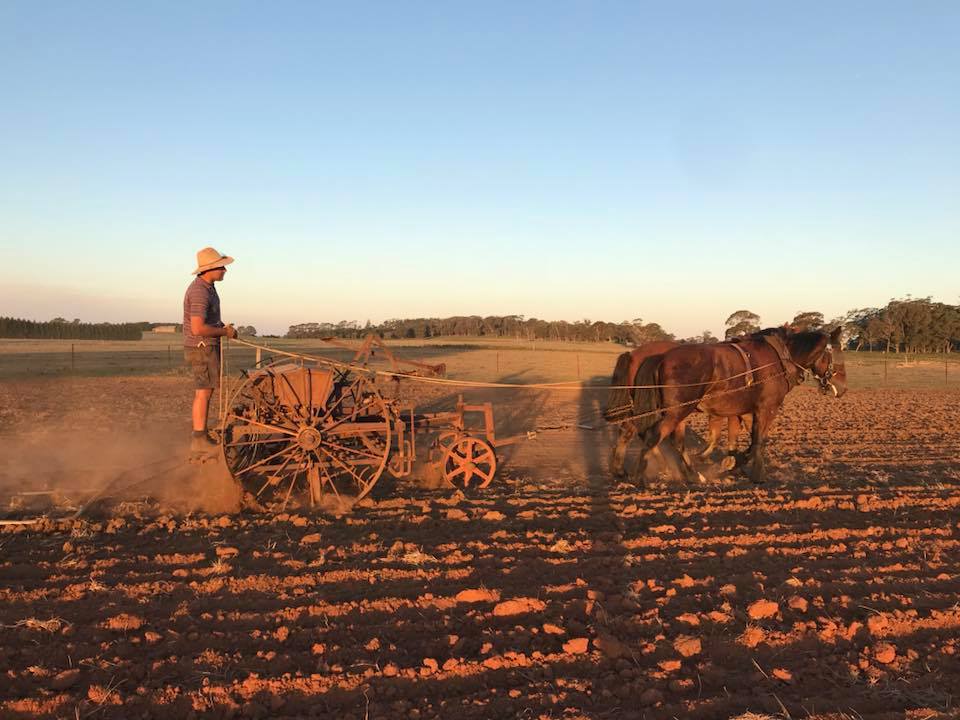 Step Back In Time With Marlie Stud – Marlie Draught Horse Stud