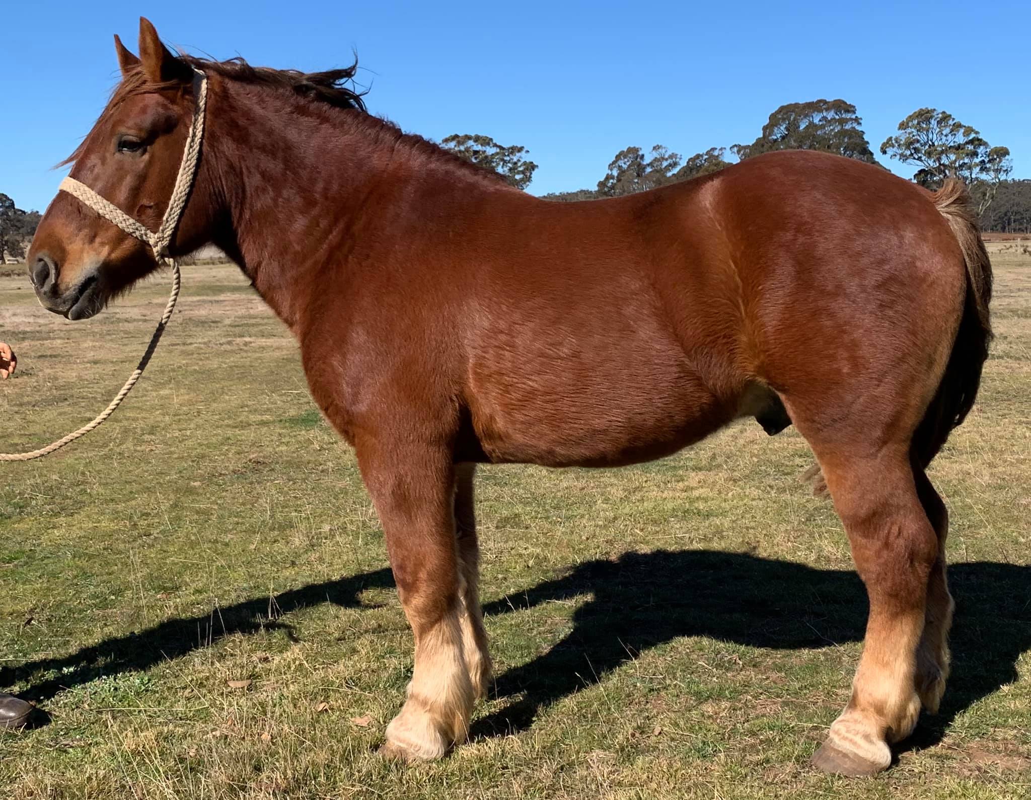 Stallions – Marlie Draught Horse Stud