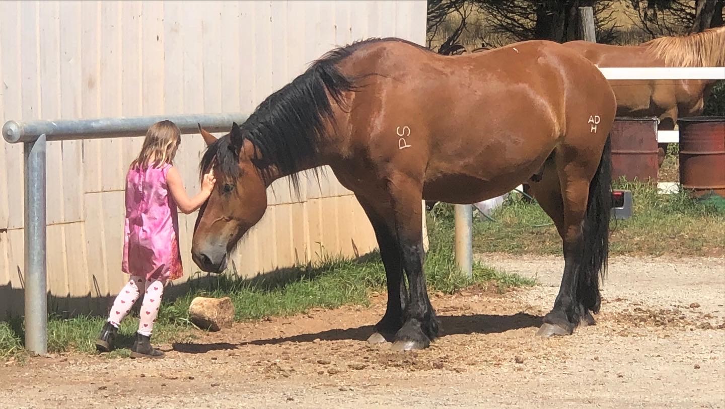 Step Back In Time With Marlie Stud – Marlie Draught Horse Stud