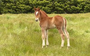 The Australian Draught Horse – Marlie Draught Horse Stud