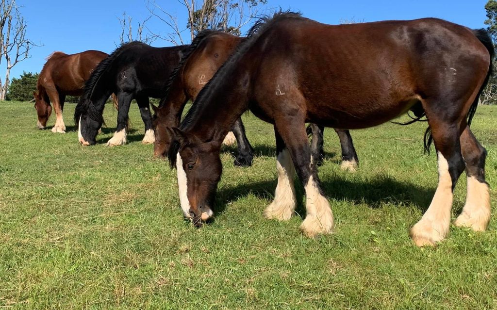 The Australian Draught Horse – Marlie Draught Horse Stud