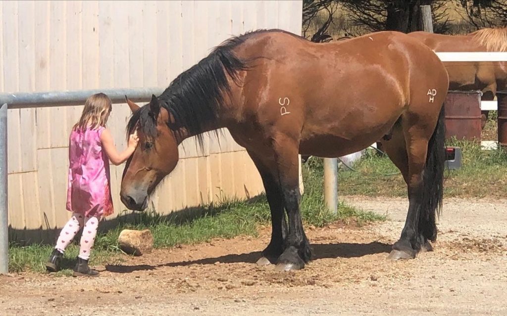 The Australian Draught Horse – Marlie Draught Horse Stud
