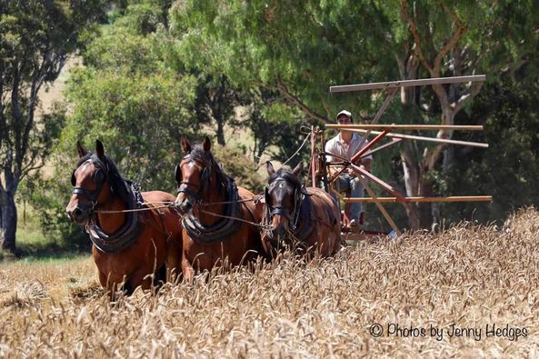 Reaper and Binder – Marlie Draught Horse Stud